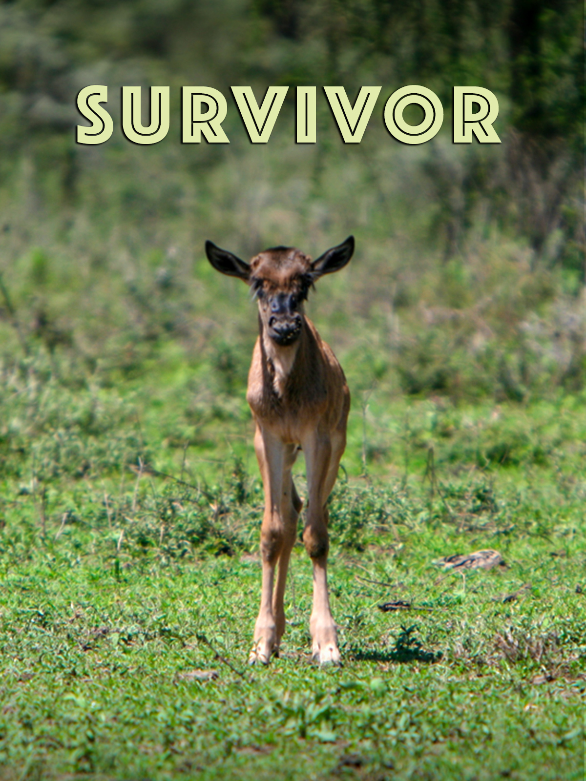 Prime Video: Survivor