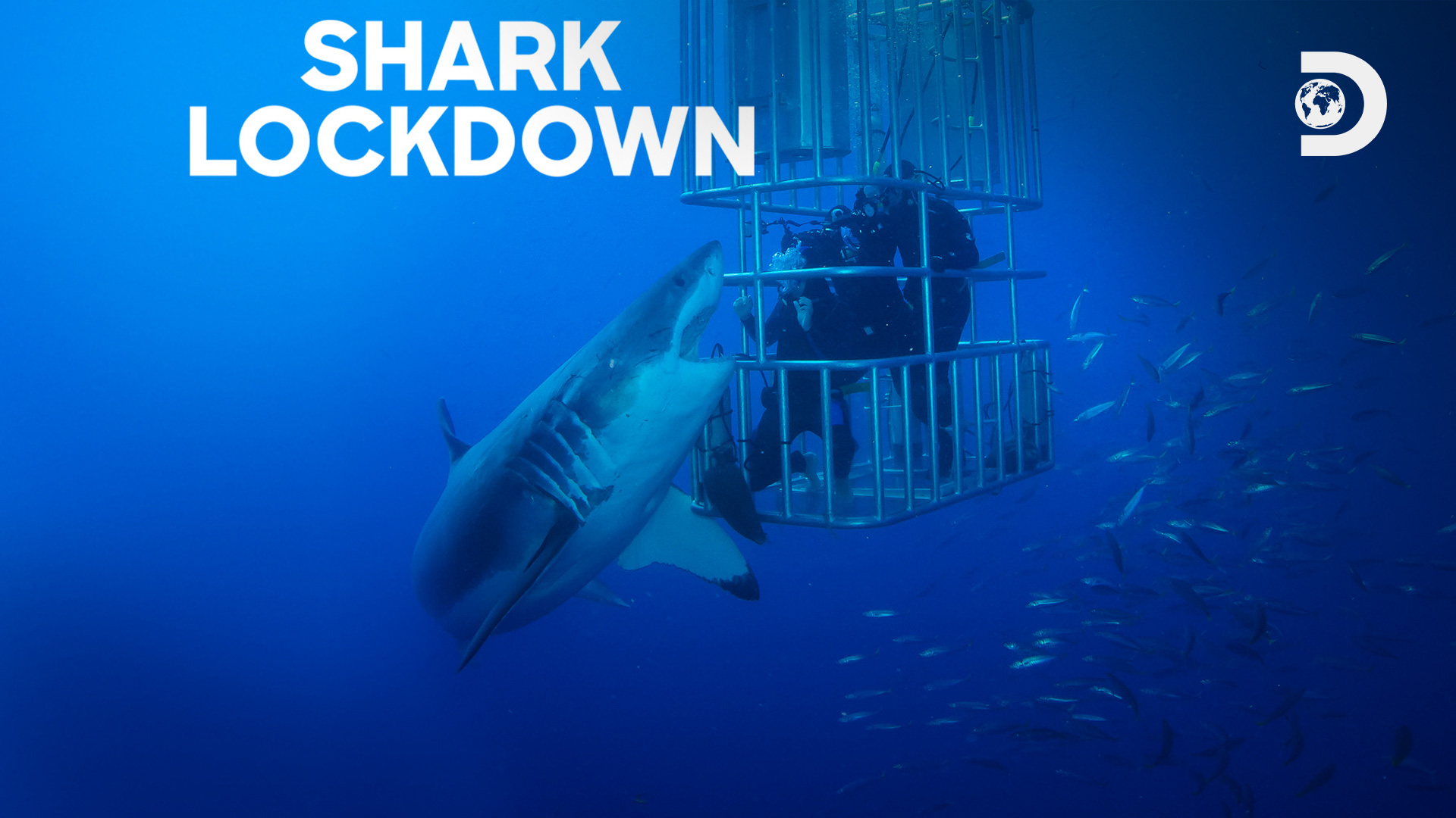 Watch Shark - Season 1 | Prime Video