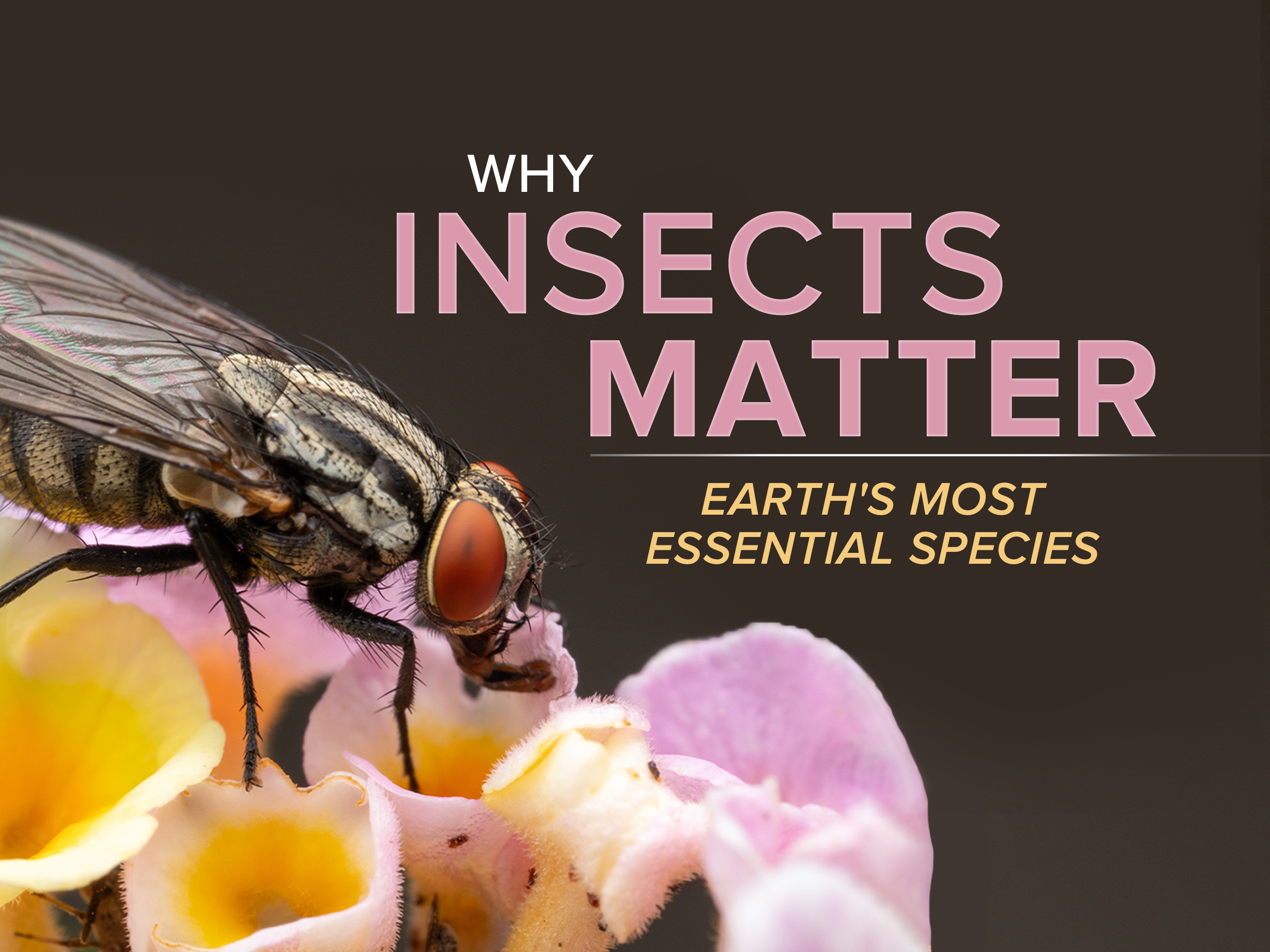 Prime Video: Why Insects Matter: Earth’s Most Essential Species