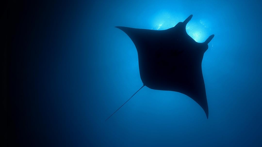 Amazon.de: The Blue Planet - Season 1 ansehen | Prime Video