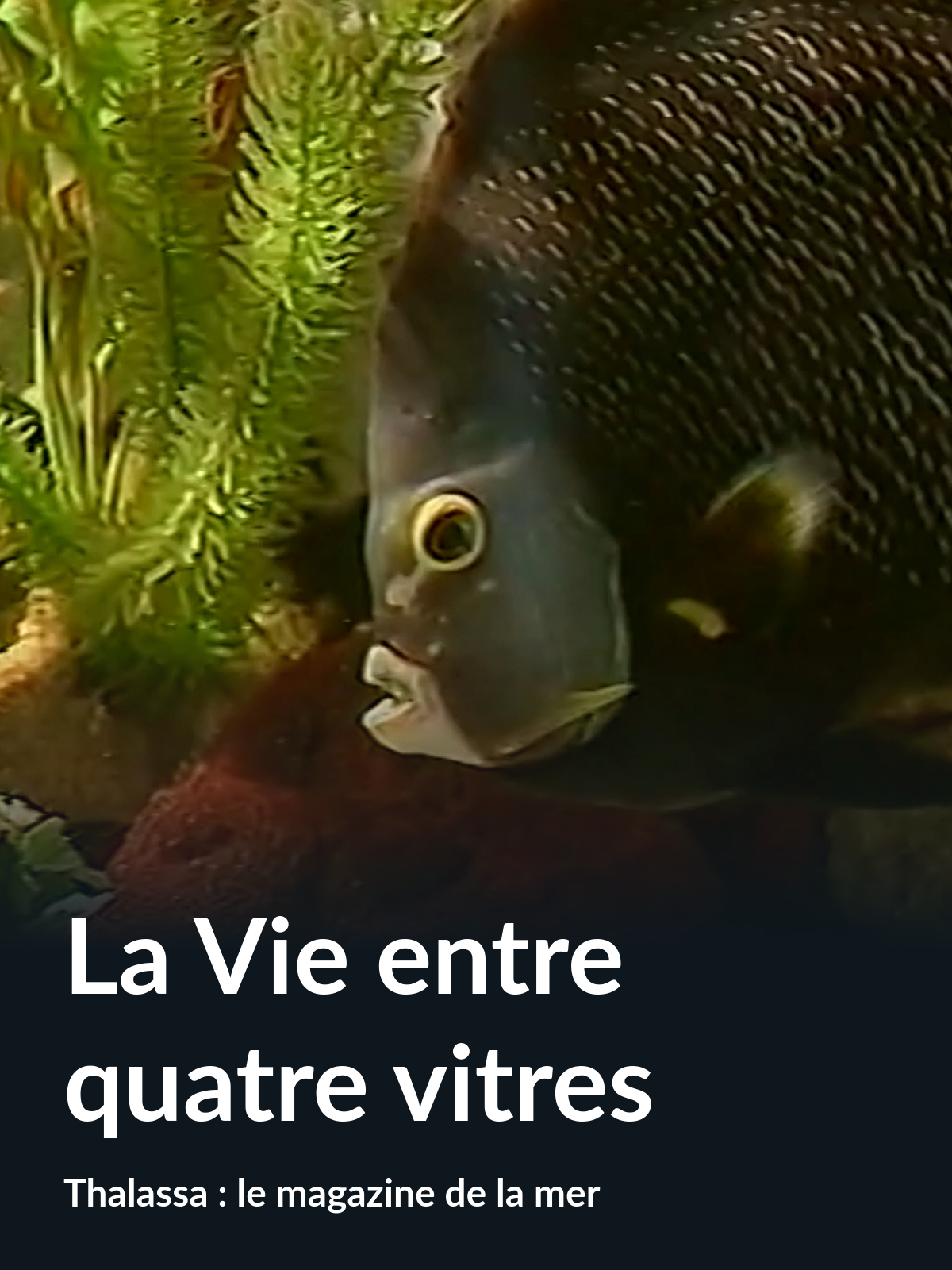 Prime Video: La Vie entre quatre vitres (Thalassa : le magazine de la mer)