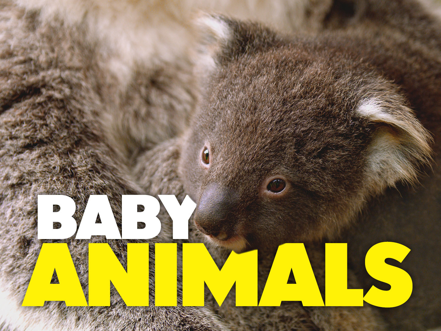 Prime Video: Baby Animals - Season 1
