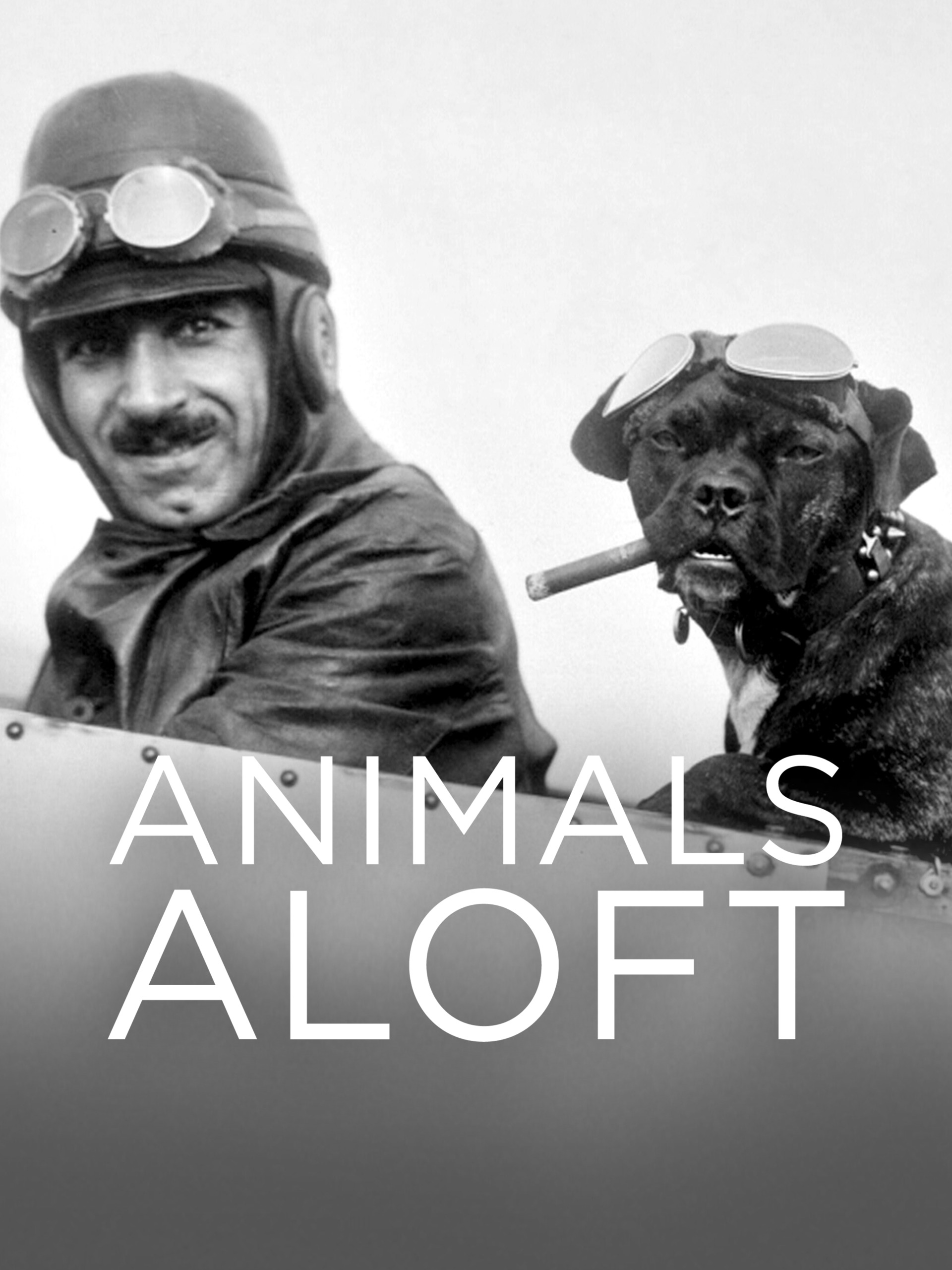 Prime Video: Animals Aloft