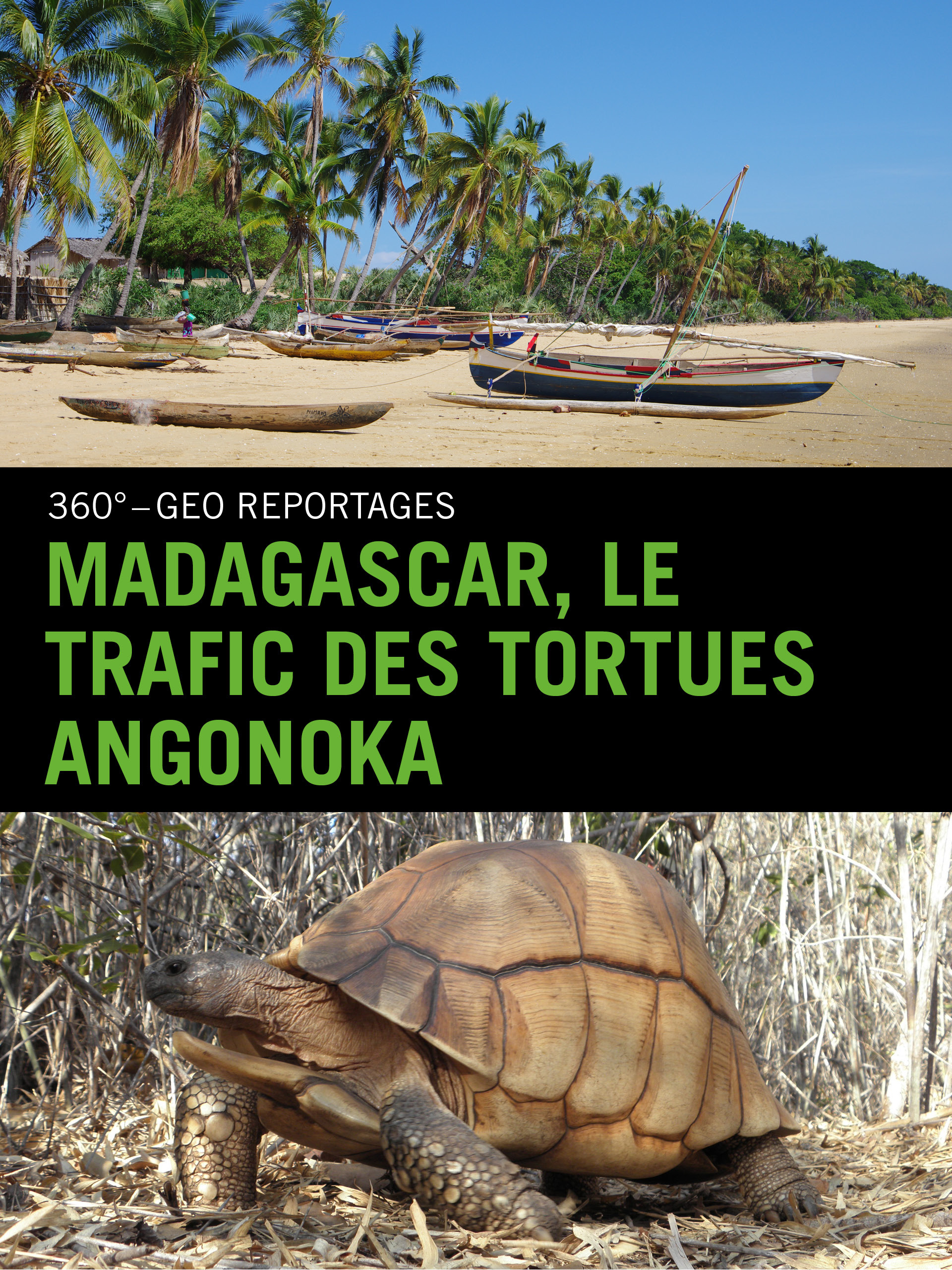 Prime Video: Madagascar, le trafic des tortues Angonoka