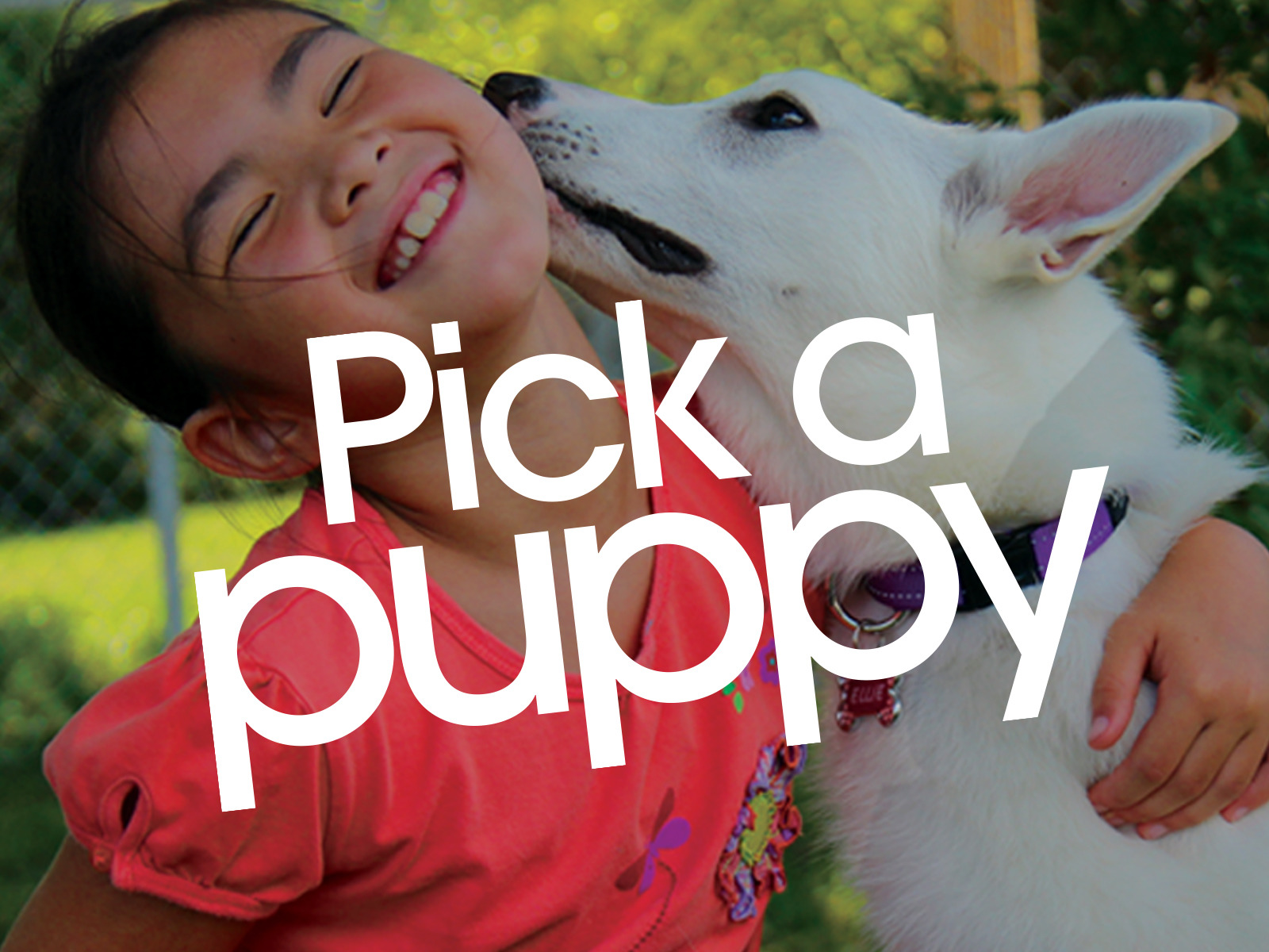 Prime Video: Pick A Puppy - Season 2