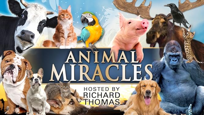 Watch Angel Miracles | Prime Video