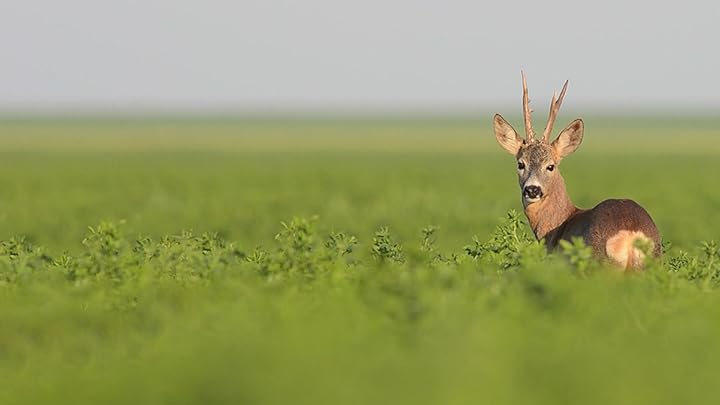 Amazon.de: Jagdsaison 2011 ansehen | Prime Video
