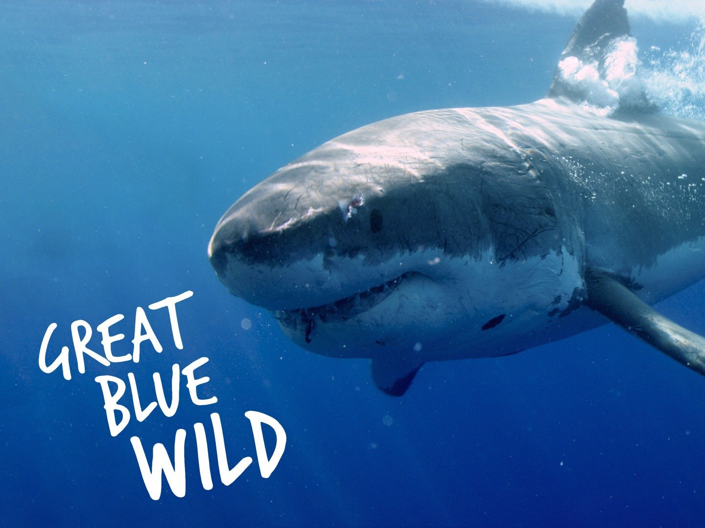 Prime Video: Great Blue Wild