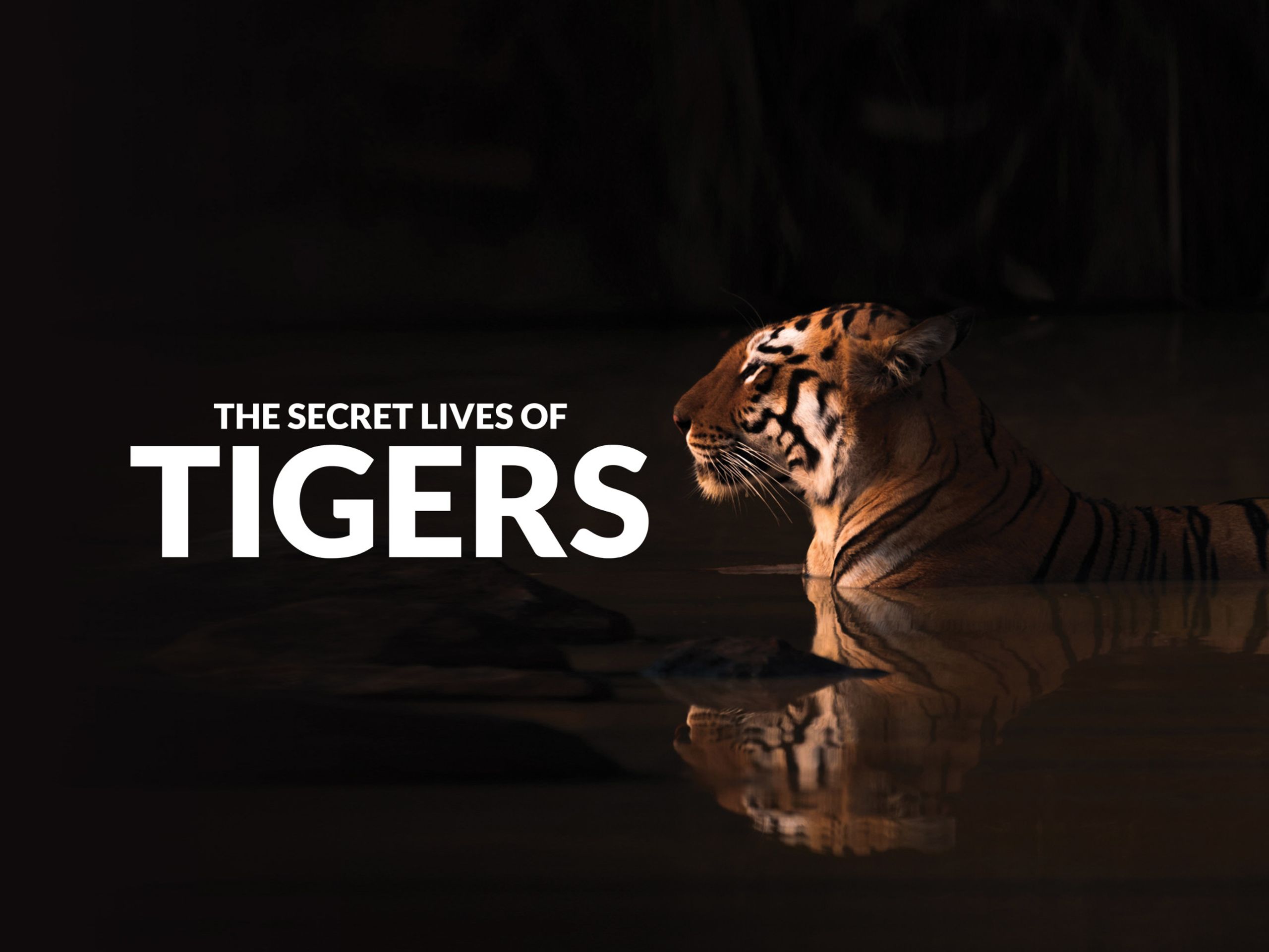 Prime Video: The Secret Lives Of Big Cats - Season 1