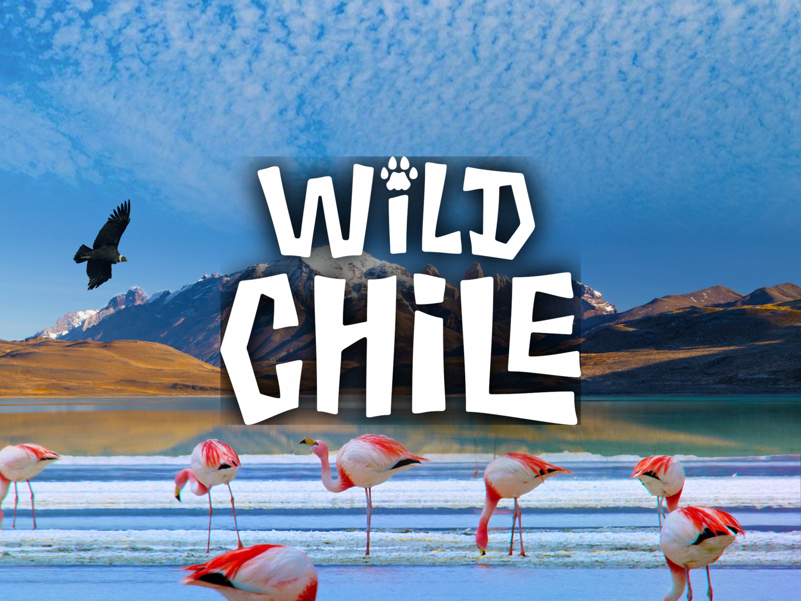 Prime Video: Wild Chile - Season 1