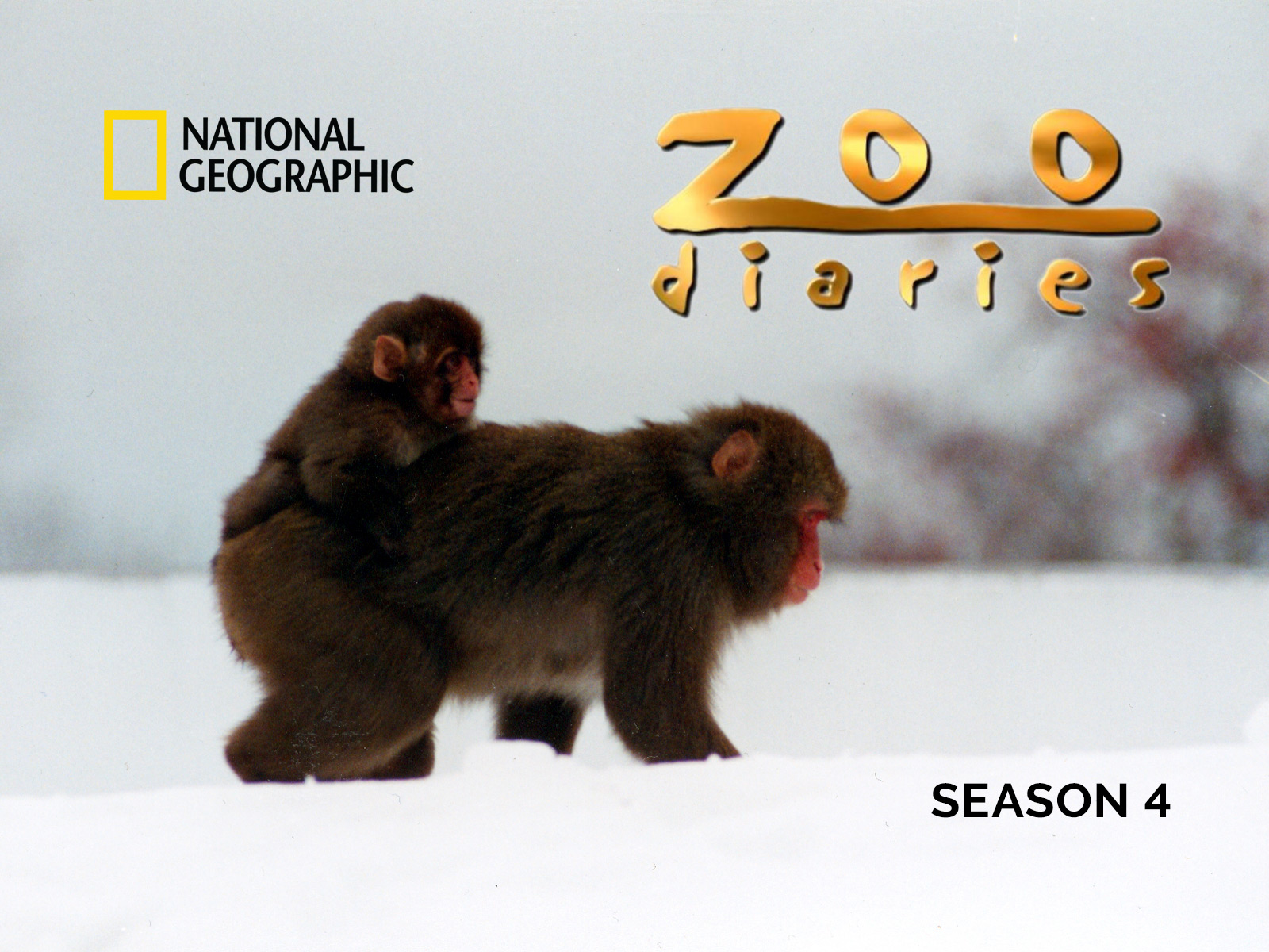 Prime Video: Zoo Diaries - Season 4