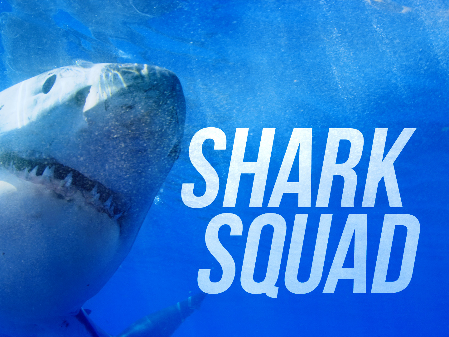Prime Video: Shark Squad - Season 1
