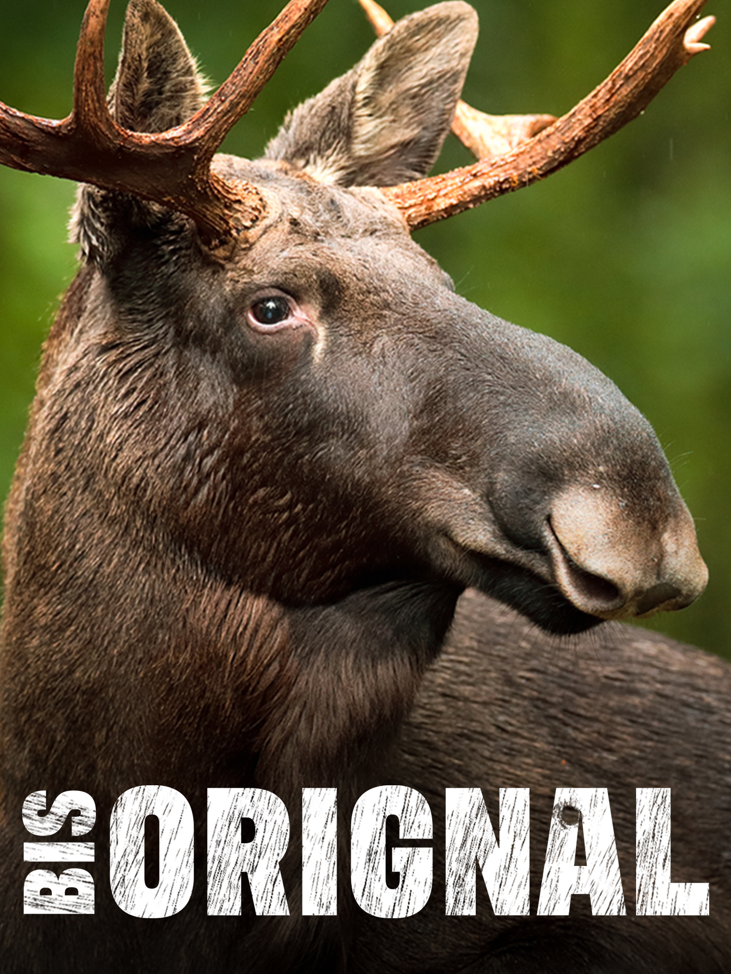 Prime Video: Orignal Bis