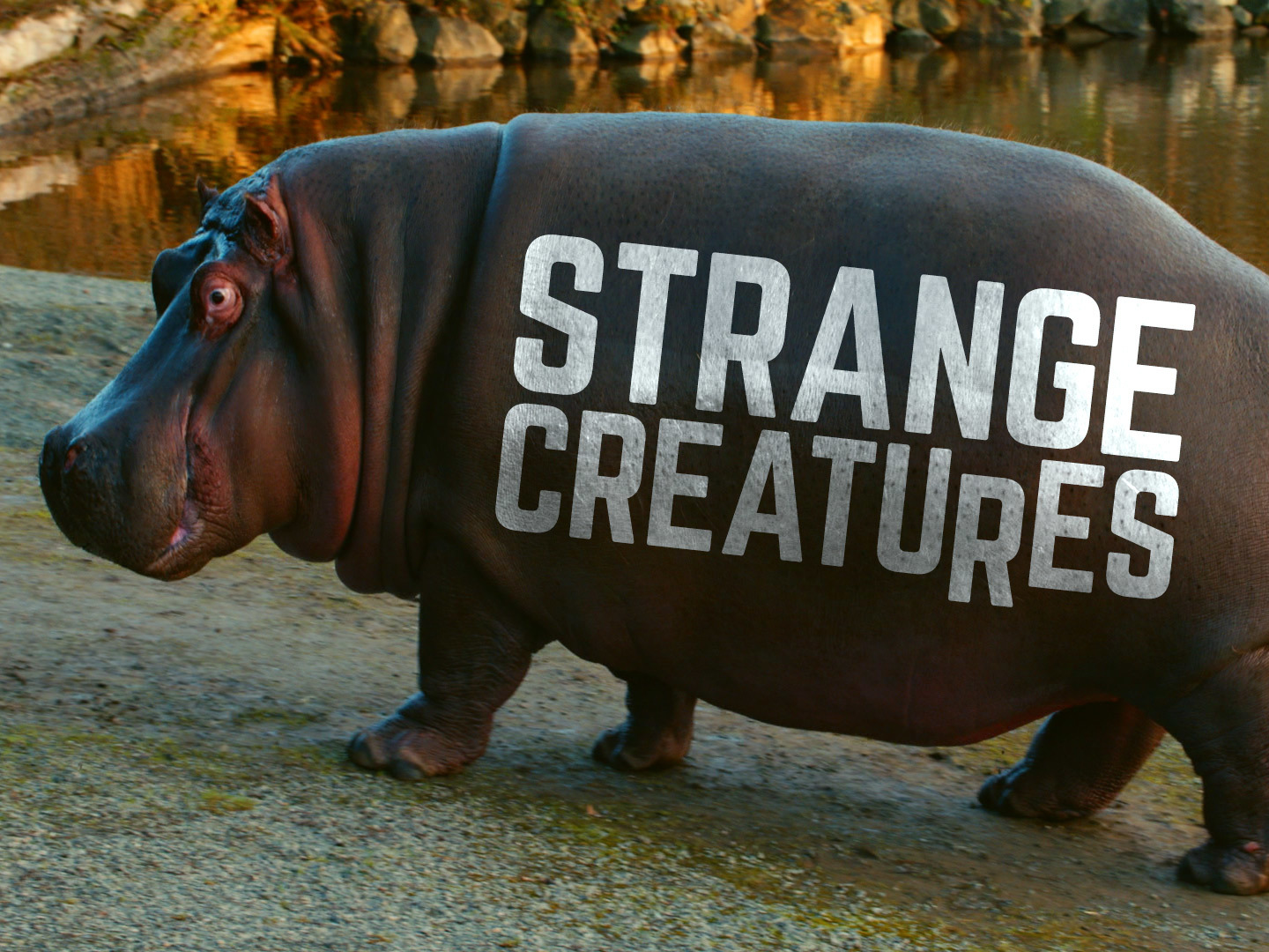 Prime Video: Strange Creatures - Season 1