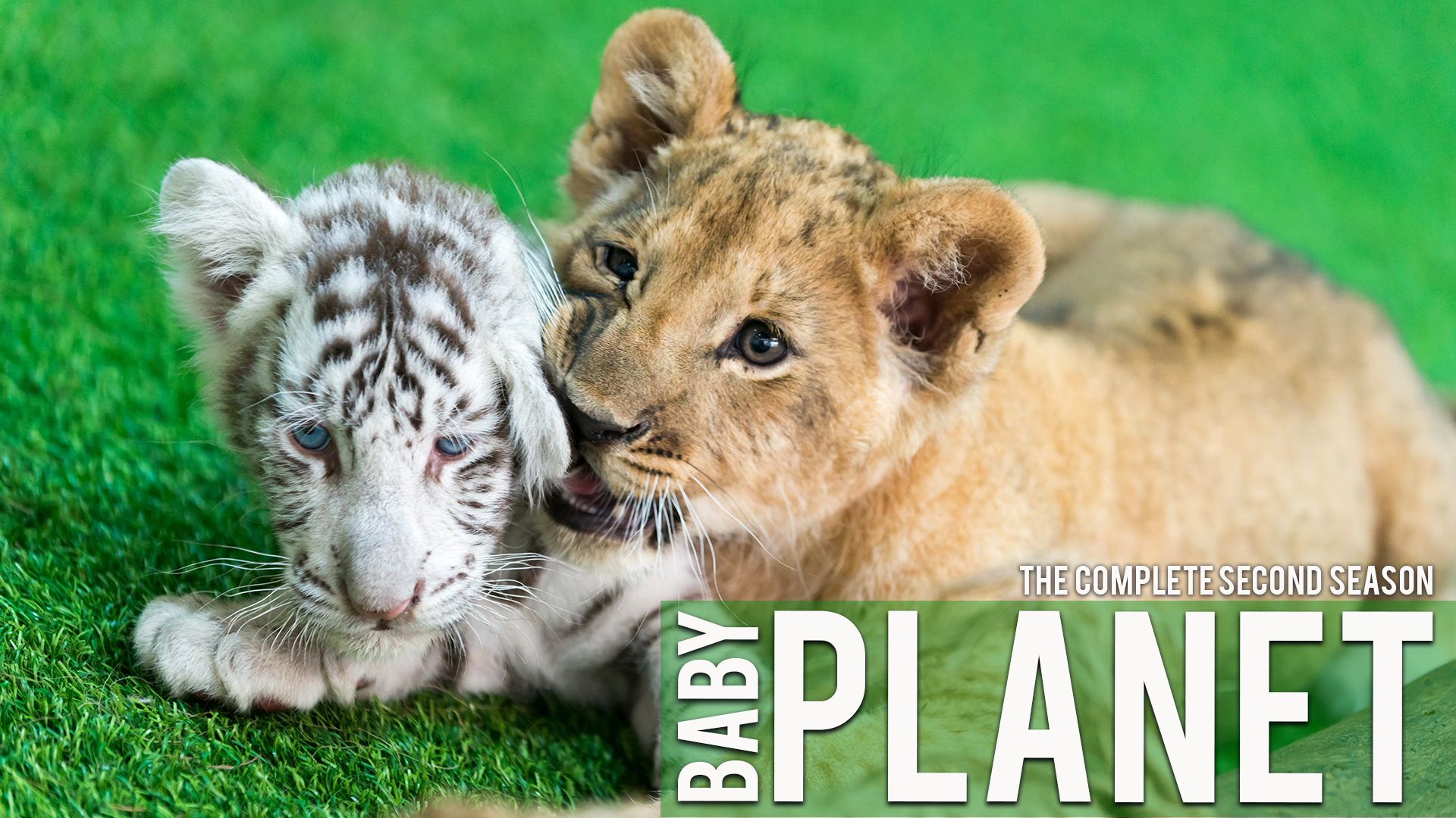 Watch Planet Wild | Prime Video